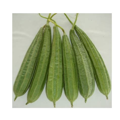 Turia Vegetable At ₹ 25 Kilogram Ridge Gourd In Nagpur Id 15358352948