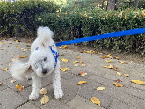 강아지 귀 염증 원인 증상 및 관리 방법 비마이펫 라이프