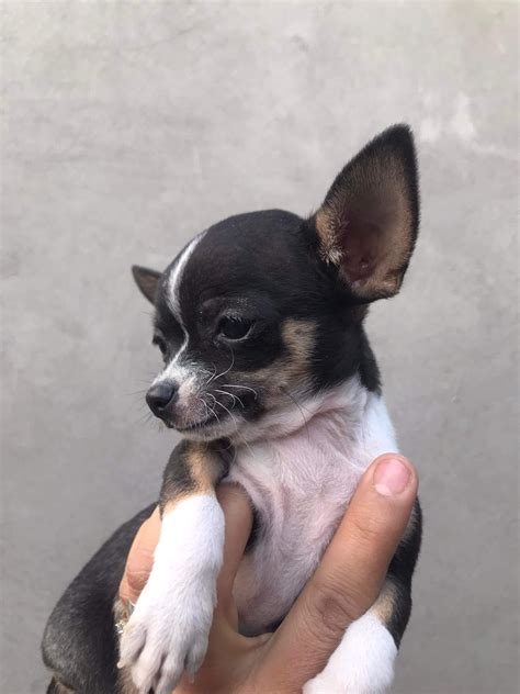 Chihuahuas Para Vender Compre Cachorros Chihuahua En Adopcion En