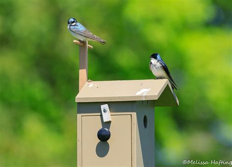 Tree Swallow Nest