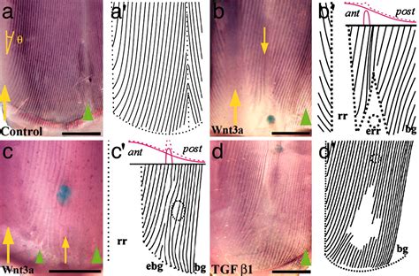 Wnt3a Gradient Converts Radial To Bilateral Feather Symmetry Via