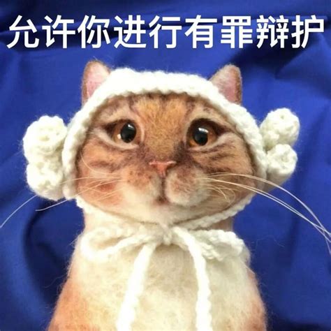 猫猫表情包 高清图片，堆糖，美图壁纸兴趣社区