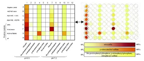 Results Of A Substrate Screening Test Substrate Screening Carried Out