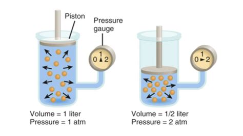 Respiratory System Pulmonary Volumes And Gas Laws Flashcards Quizlet