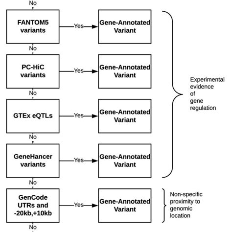 Flow Diagram Showing The Gene Annotation Process 1 Download