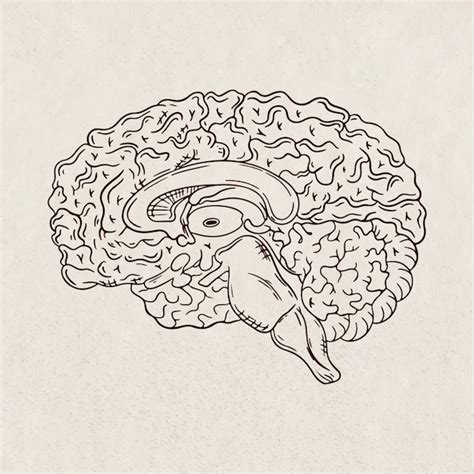 Premium Vector Hand Drawn Brain Drawing Illustration