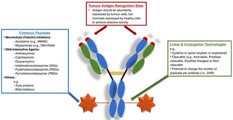 Peg Linkers In Antibody Drug Conjugates Boc Sciences
