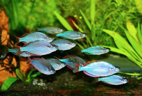 Dwarf Neon Rainbowfish A Colorful Addition To Your Aquarium