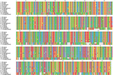 Multiple Sequence Alignment Of Nucleotide Sequences Of Hmg Coa Synthase
