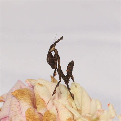 Ghost Mantis Phyllocrania Paradoxa For Sale My Home Nature