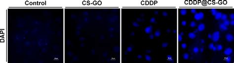 Nuclear Staining Of The Treated Cells Using Dapi The Image Shows The