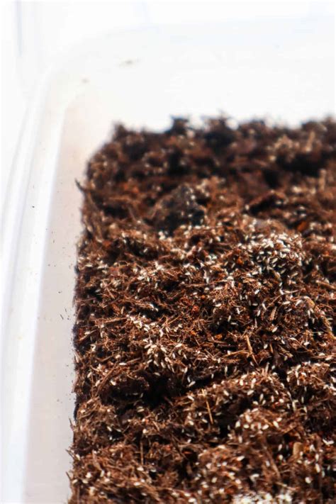 What Do Springtails Eat Best Foods And Those Best Avoided