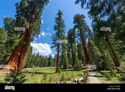 Big Trees Trail In Sequoia National Park Sierra Nevada California