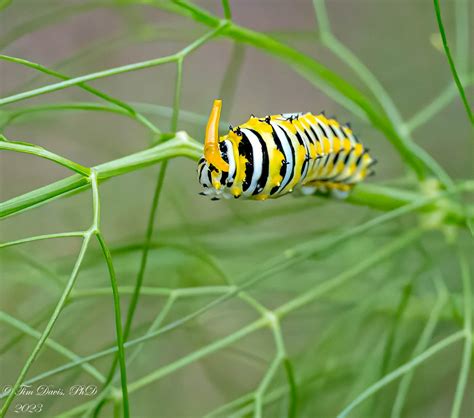 The Eastern Black Swallowtail Caterpillar Coastal Georgia Botanical