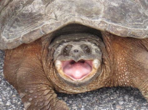 Kris SKreations Snapping Turtle