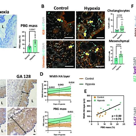 Prenatal Hypoxia Causes A Marked Epithelial Regenerative Response In Download Scientific
