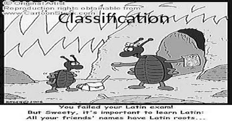 Pptx Classification Classification Process Of Grouping Things Based