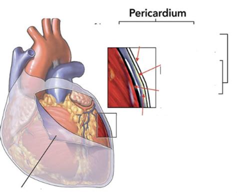 Layers Of Pericardium Diagram Quizlet