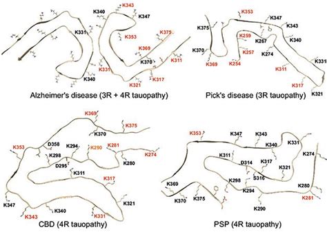 Acetylation Accelerates Aggregation Of 3r But Not 4r Tau Adpd