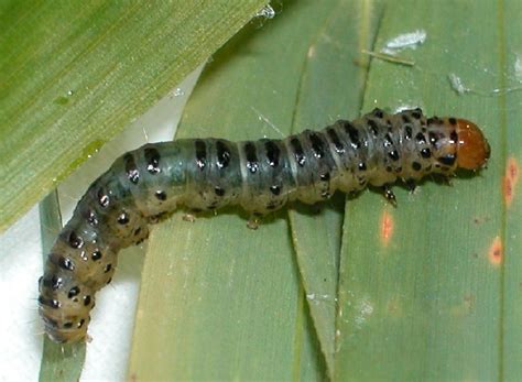 セスジノメイガ