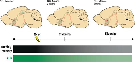 Structural And Functional Reorganization Of The Septohippocampal