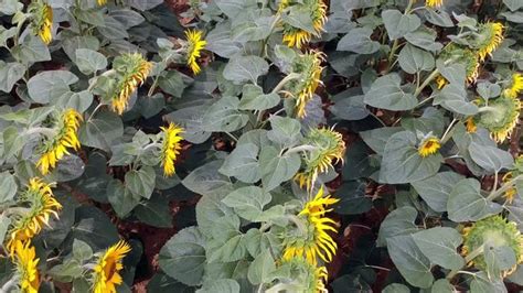 Genmanipuliert Imagens Procure 642 Fotos Vetores E Vídeos Adobe Stock