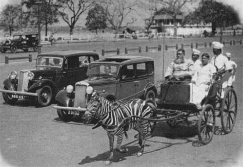 A Zebra Cart In Kolkata In The 1930s Rclassicdesicool