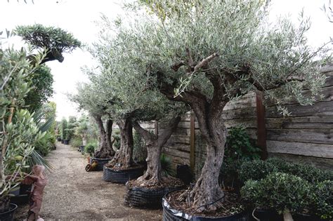 The Timeless Beauty Of Ancient Olive Trees The Norfolk Olive Tree Company