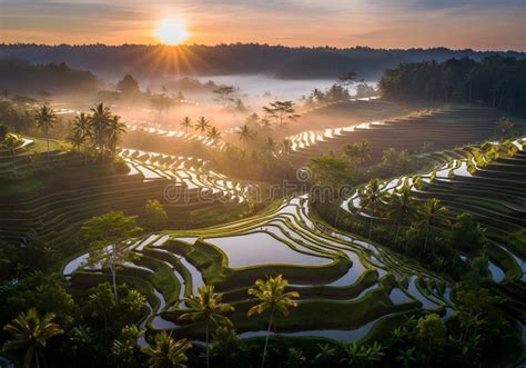 Sunrise Over Tegalalang Rice Terraces Bali Stock Illustration