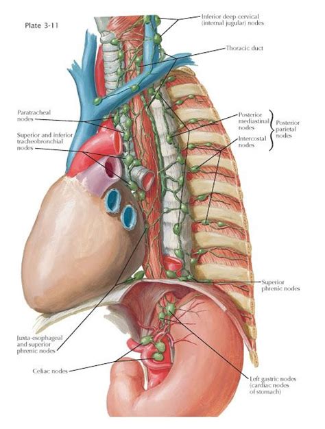 Lymphatic Drainage Of Esophagus Artofit