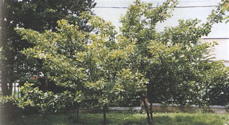 103柘树 园林树木 图片