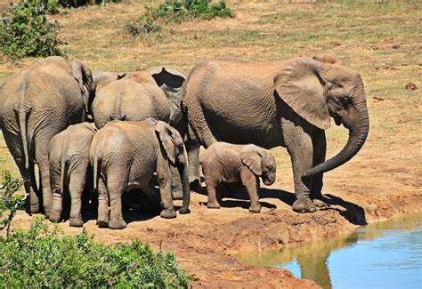African Bush Elephant Animals Bush Calf Ears Elephant Elephant