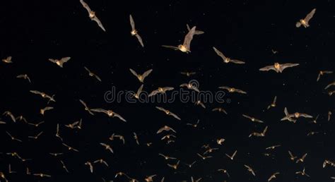 Nocturnal Bats Flying In The Dark Night Sky Stock Image Image Of Bats