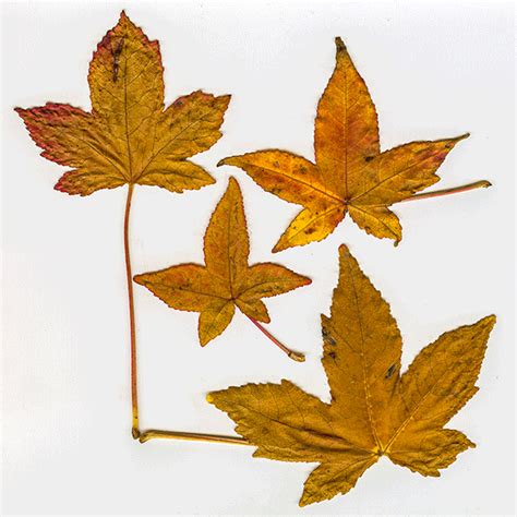 Leaf Decay Walking Commentary