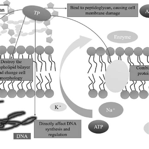 Antimicrobial Activity Of Tea Polyphenols Pathogen Inhibition Zone