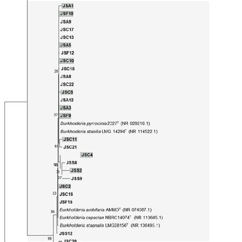 Phylogenetic Tree Based On 16s Rrna Gene Sequencing Of Isolates From Download Scientific