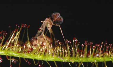The Nature Of Robertson Tiny Spotted Leg Assassin Bug On Sundew