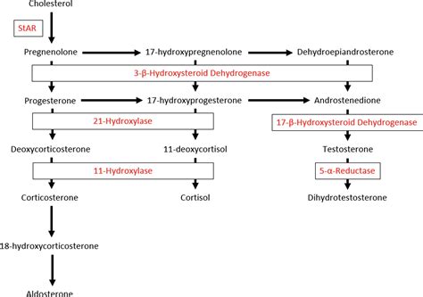 Disorders Of Sex Development For Neonatologists Clinical Tree