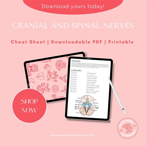 Pdf A4 Cheat Sheet Cranial And Spinal Nerves Digital Download The