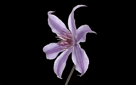 Clematis Amazing® Havana Marginpar
