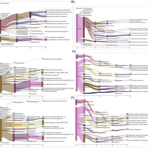 Representation Of Species Level Classification Comparing Archaeal