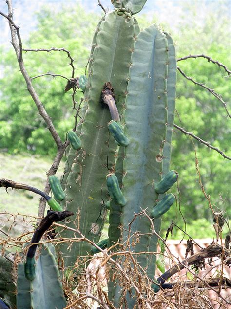 Cereus Hexagonus Cactaceae Plantas De Colombia
