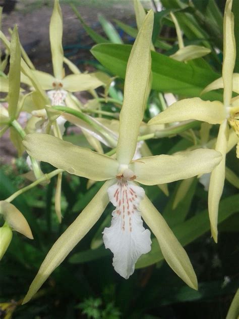 Encyclia Profusa Plantas Flores