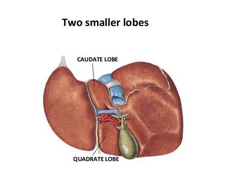 Histology Of Normal Liver