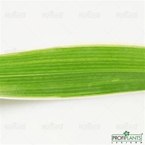 Chlorophytum Bichetti Profiplants Lexikon