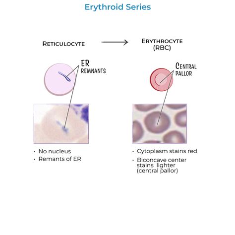 Histology Glossary Erythroid Series Histology Ditki Medical