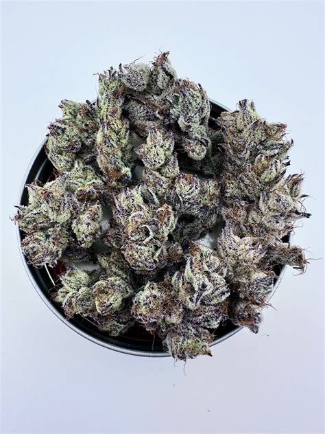 Gyat Luscious Genetics