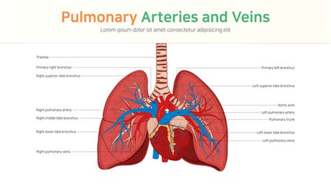Left Pulmonary Artery