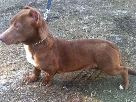 Pit Bull Dachshund Mix Up For Adoption In Georgia Pitbulls Dachshund