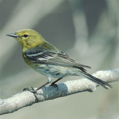 Point Dyk That Most Pine Warbler Migrate Through Point Pelee Before